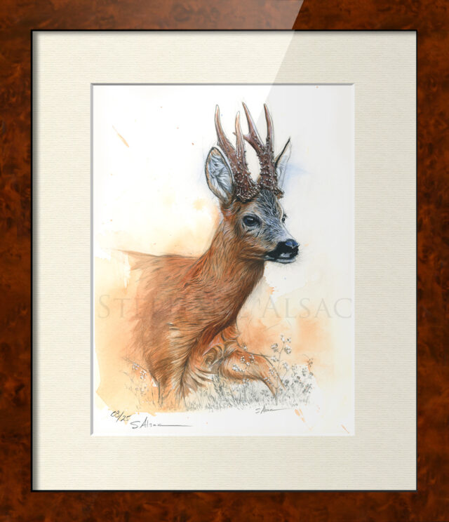 "Brocard Coiffé" - Illustration realiste par Stéphane Alsac , Artiste ...