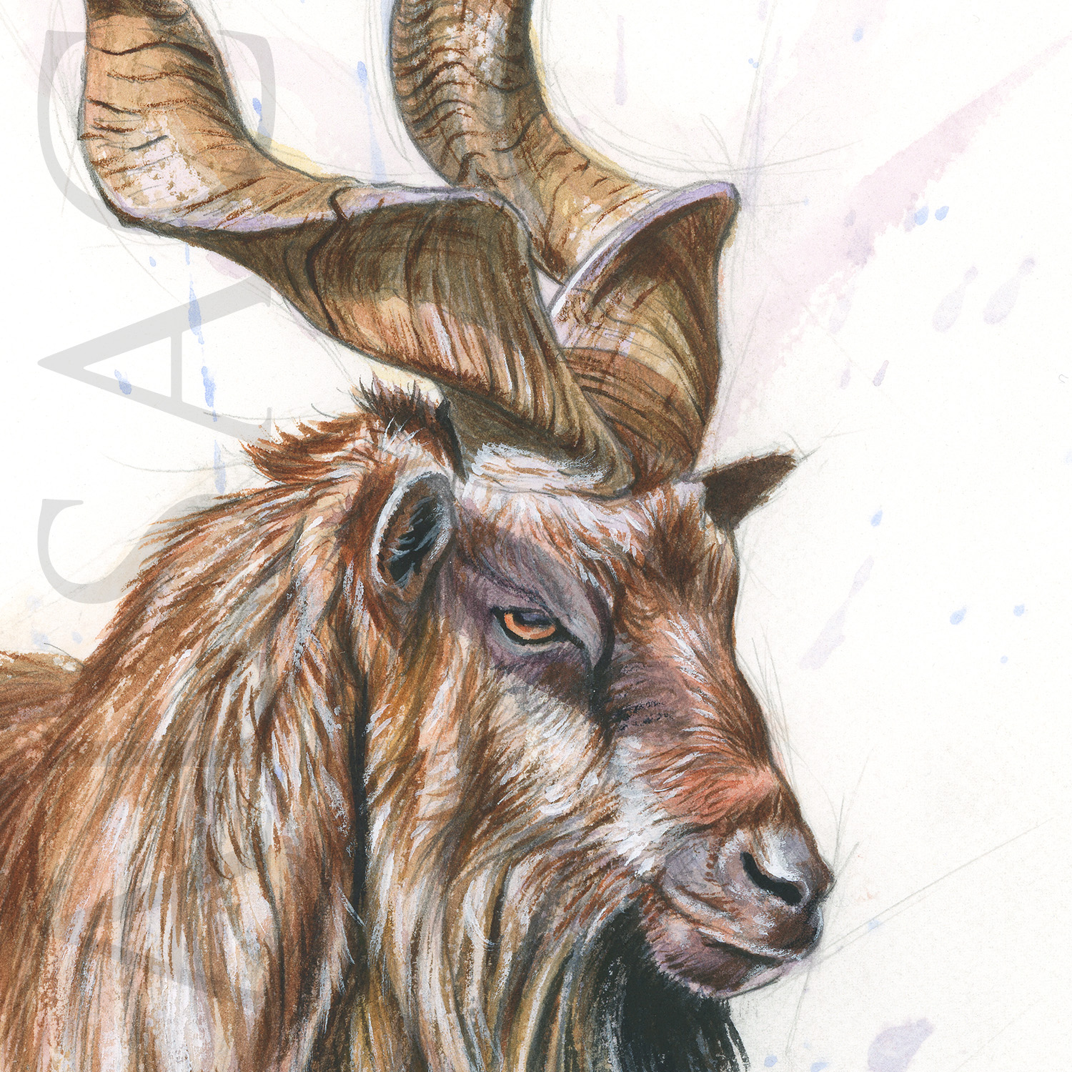 "Markhor" - Illustration drawing of a markhor by Stephan Alsac - French ...