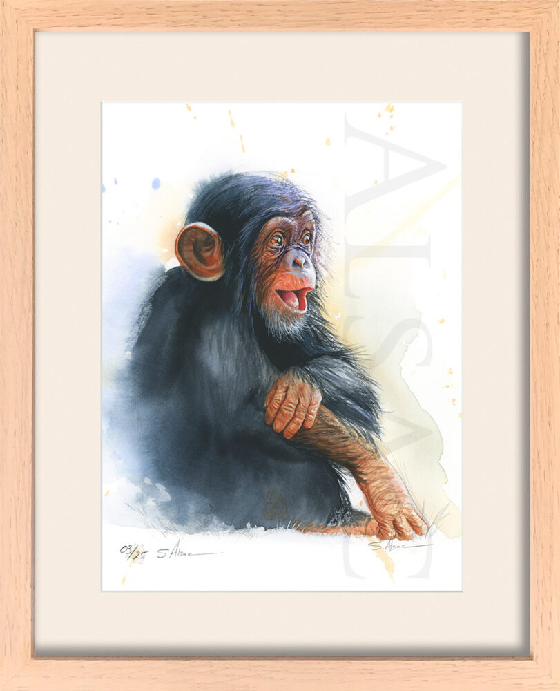 "Chimp Kid" Illustration drawing of a baby chimpanzee by Stephan Alsac ...
