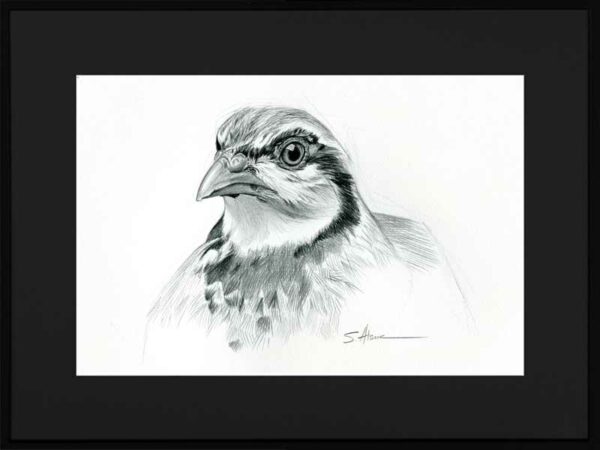 Bred-legged partridge Illustration by Stéphane Alsac - Wildlife Artist