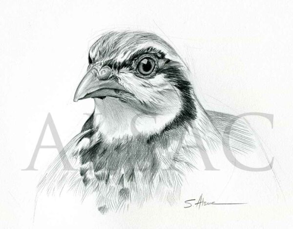 Bred-legged partridge Illustration by Stéphane Alsac - Wildlife Artist