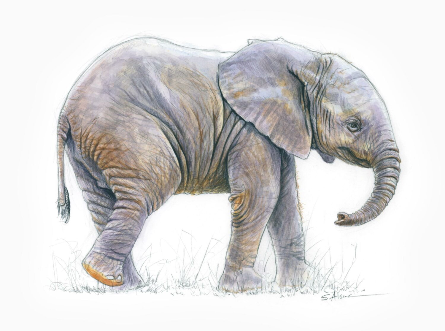 "P'tit Elephant 2" - Dessin à l'aquarelle d'un bébé éléphant