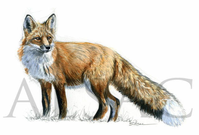 "Renard" - Stéphane Alsac