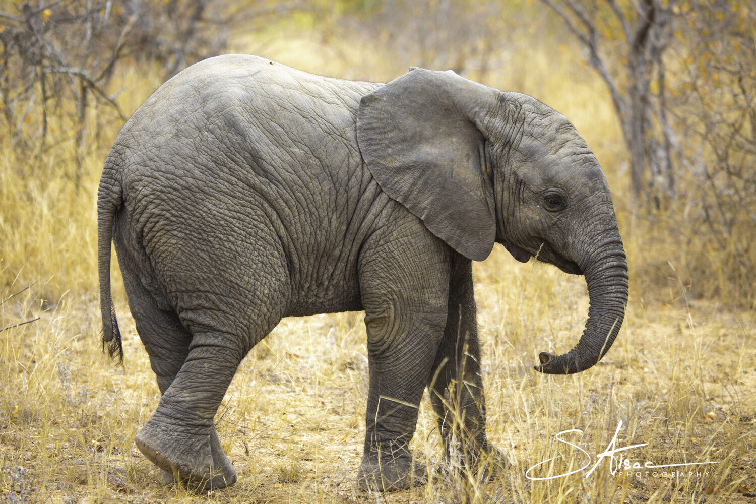 photo-reference-petit-elephant - Stéphane Alsac