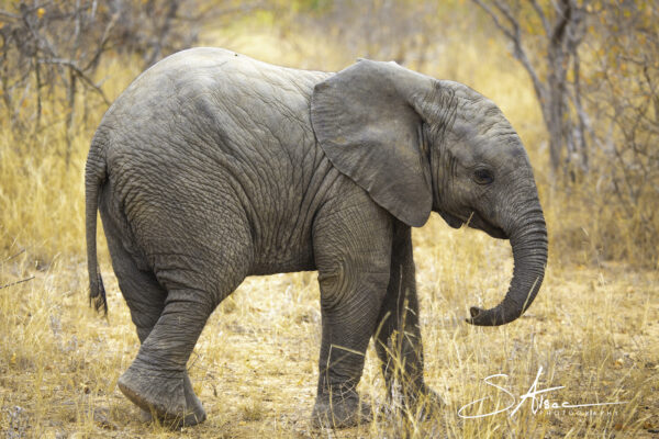 photo-reference-petit-elephant - Stéphane Alsac
