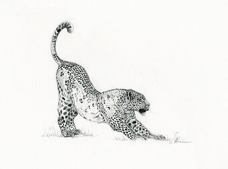 stretching-leopard-dessin - Stéphane Alsac
