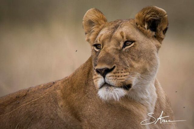 Une superbe lionne capturée au canon 5D -400mm au kenya / A gorgeous ...